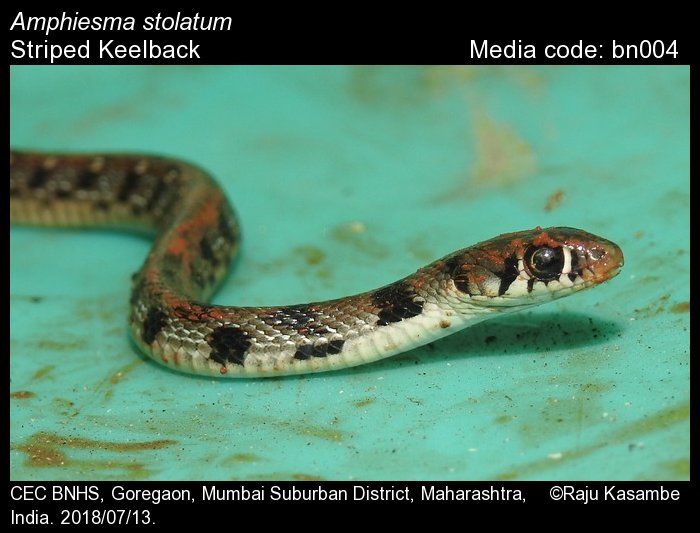 Amphiesma Stolatum Linnaeus 1758 Striped Keelback Reptiles